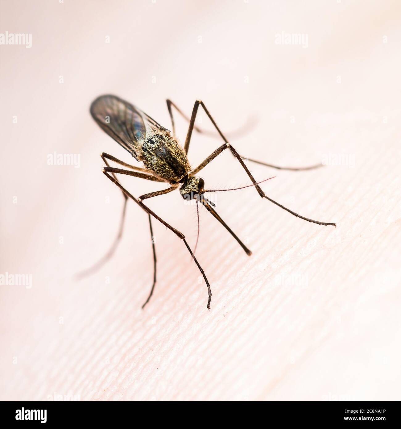 Eee virus hi-res stock photography and images - Alamy