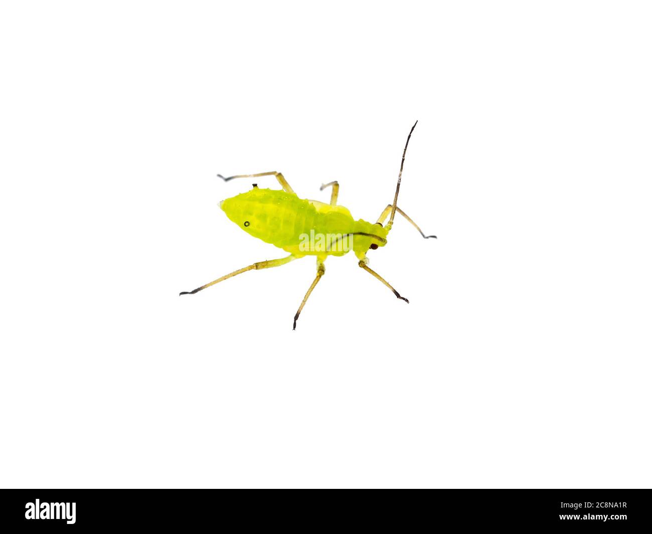 Green Fly or Aphid Parasite Insect Isolated on White Background Stock ...