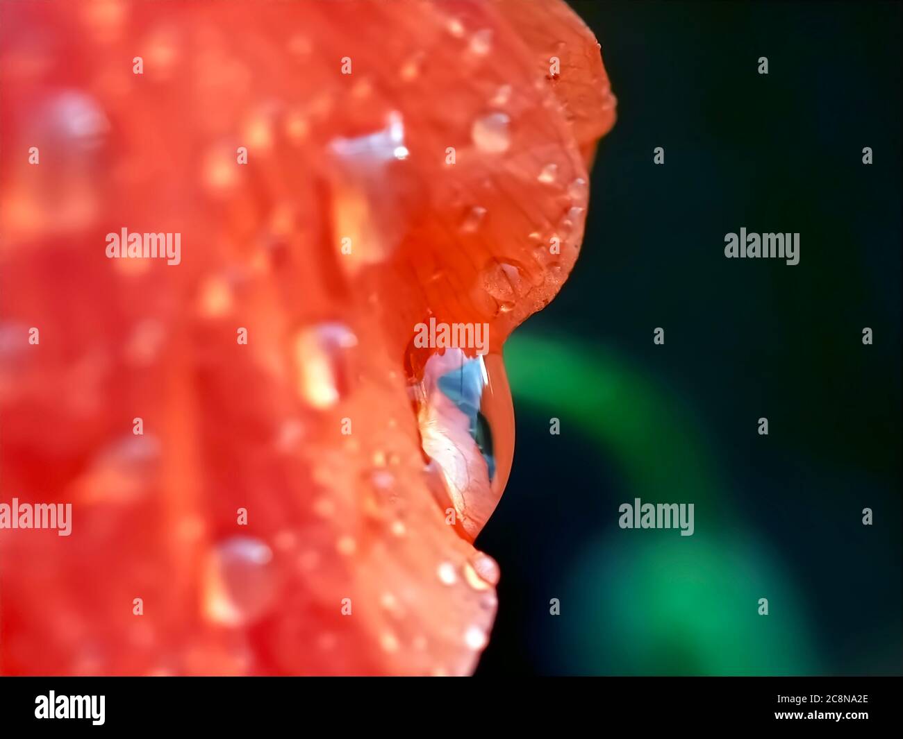 Raindrop on red flower hi-res stock photography and images - Alamy