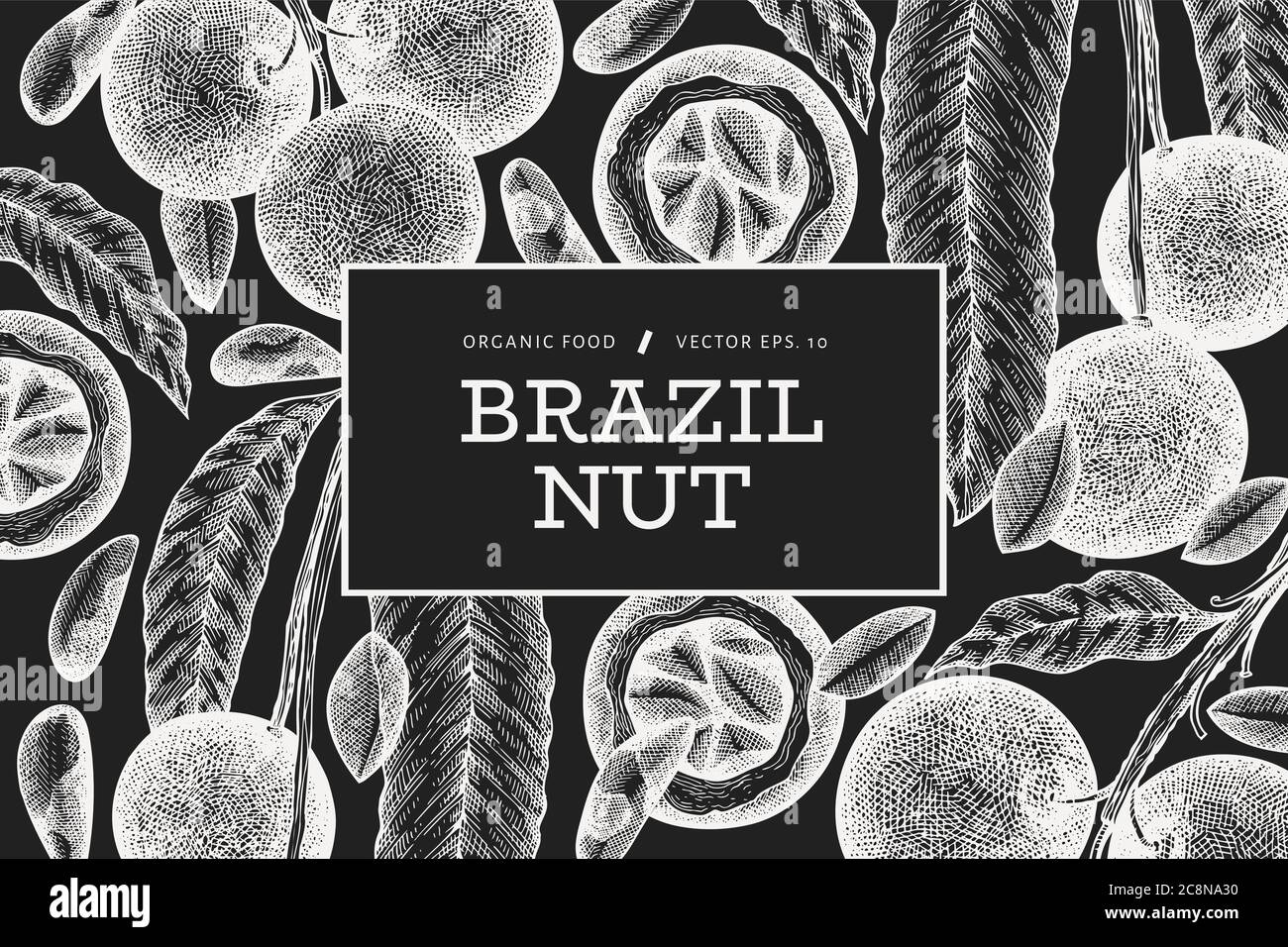 Hand drawn brazilian nut branch and kernels design template. Organic ...