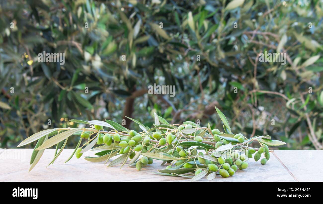 Olive bunch, blurred olive trees on background with a outdoor theme ...