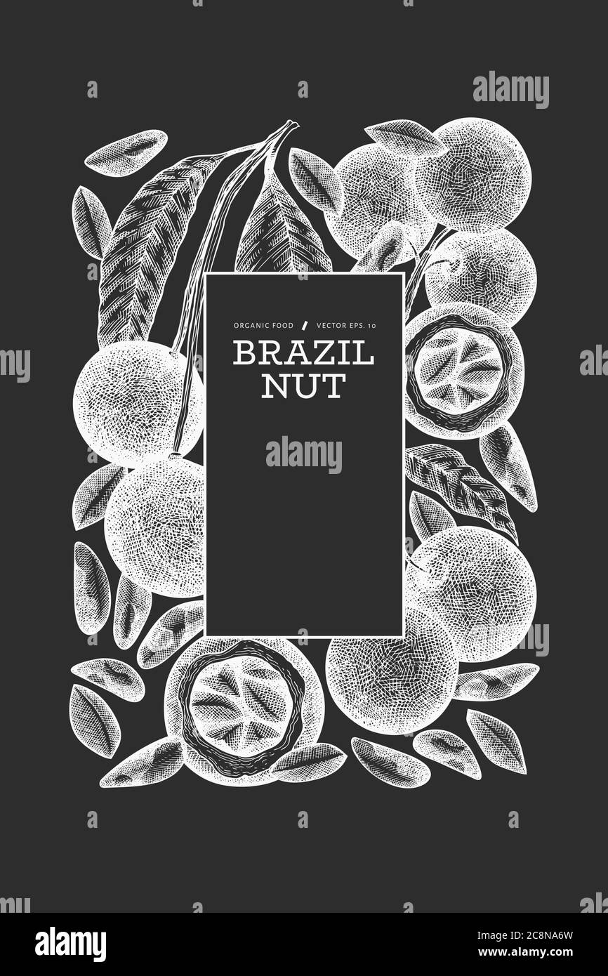 Hand drawn brazilian nut branch and kernels design template. Organic ...