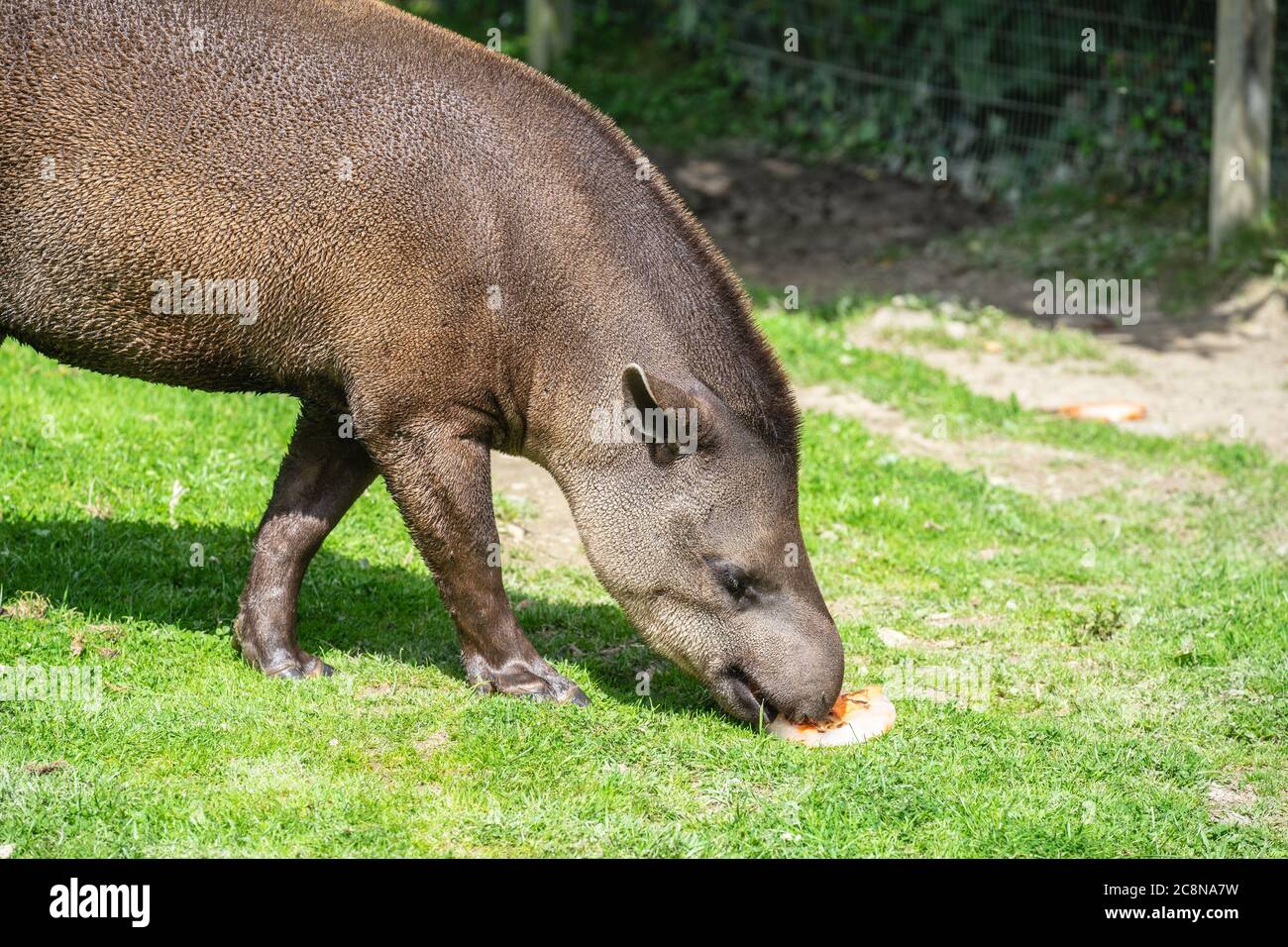 South American tapir, Tapirus terrestris, also called Brazilian tapir ...