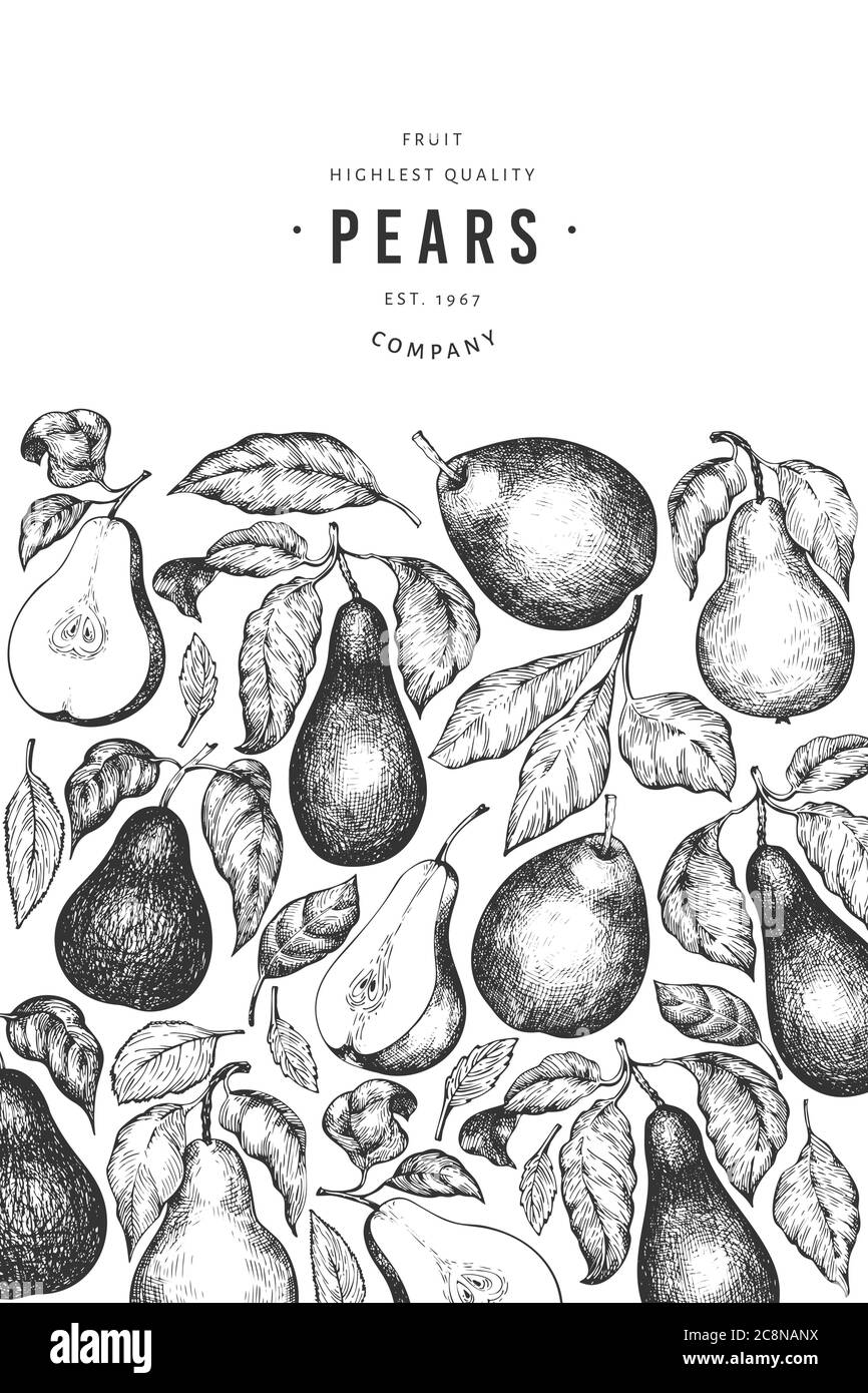 Pear design template. Hand drawn vector garden fruit illustration ...