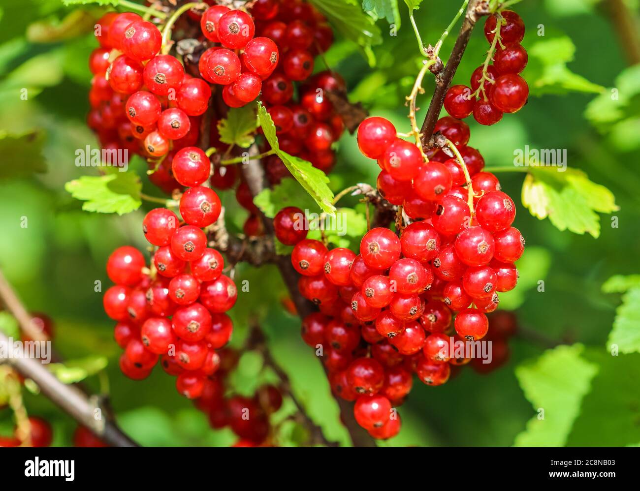 Bunches of red currants on the branches of a bush in the garden ...
