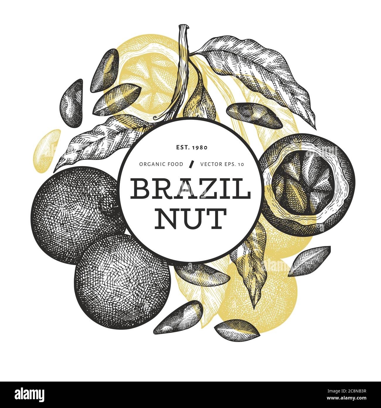 Hand drawn brazilian nut branch and kernels design template. Organic ...