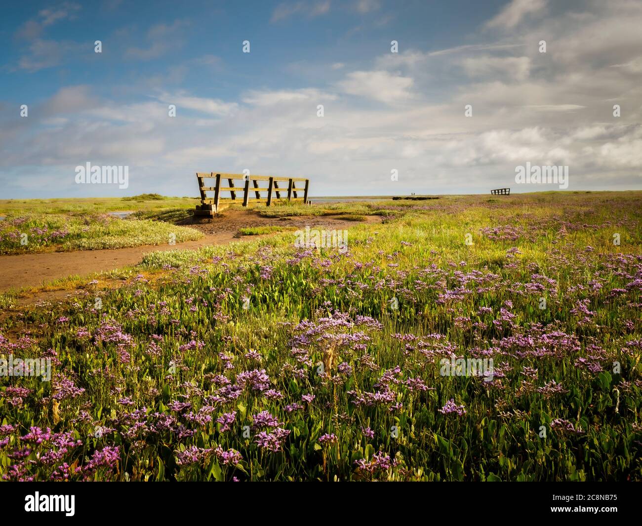Wooden bridges at Stiffkey marshes amongst the sea lavender Stock Photo ...
