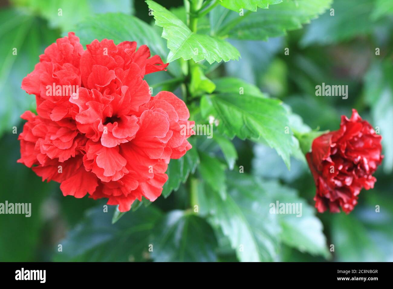 Chinese Hibiscus(China Rose) flowers,beautiful view of red flowers ...
