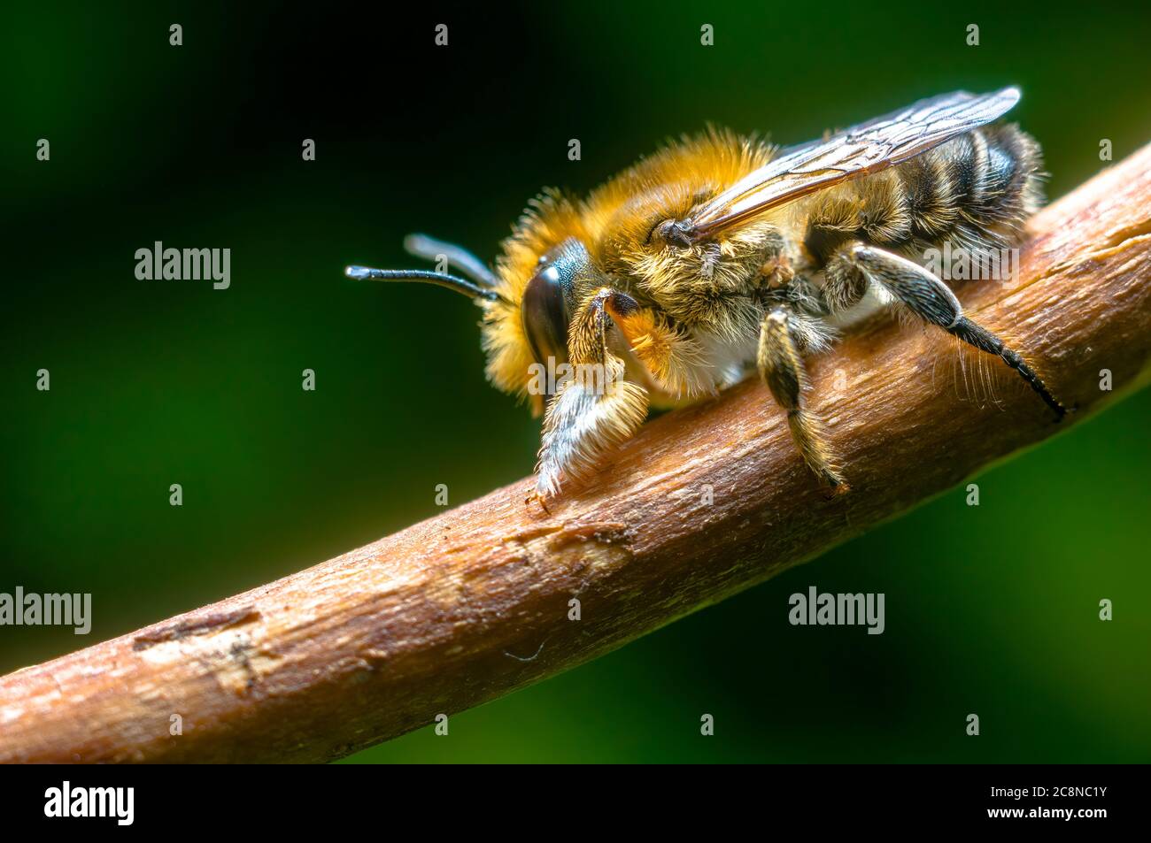 Little bee insect on a plant in the meadows Stock Photo - Alamy