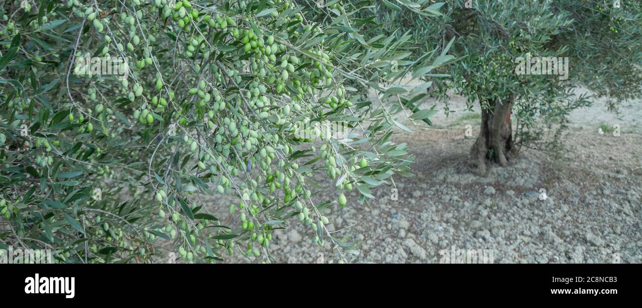 Olive tree branches full of harvest. Green olives on tree, natural ...