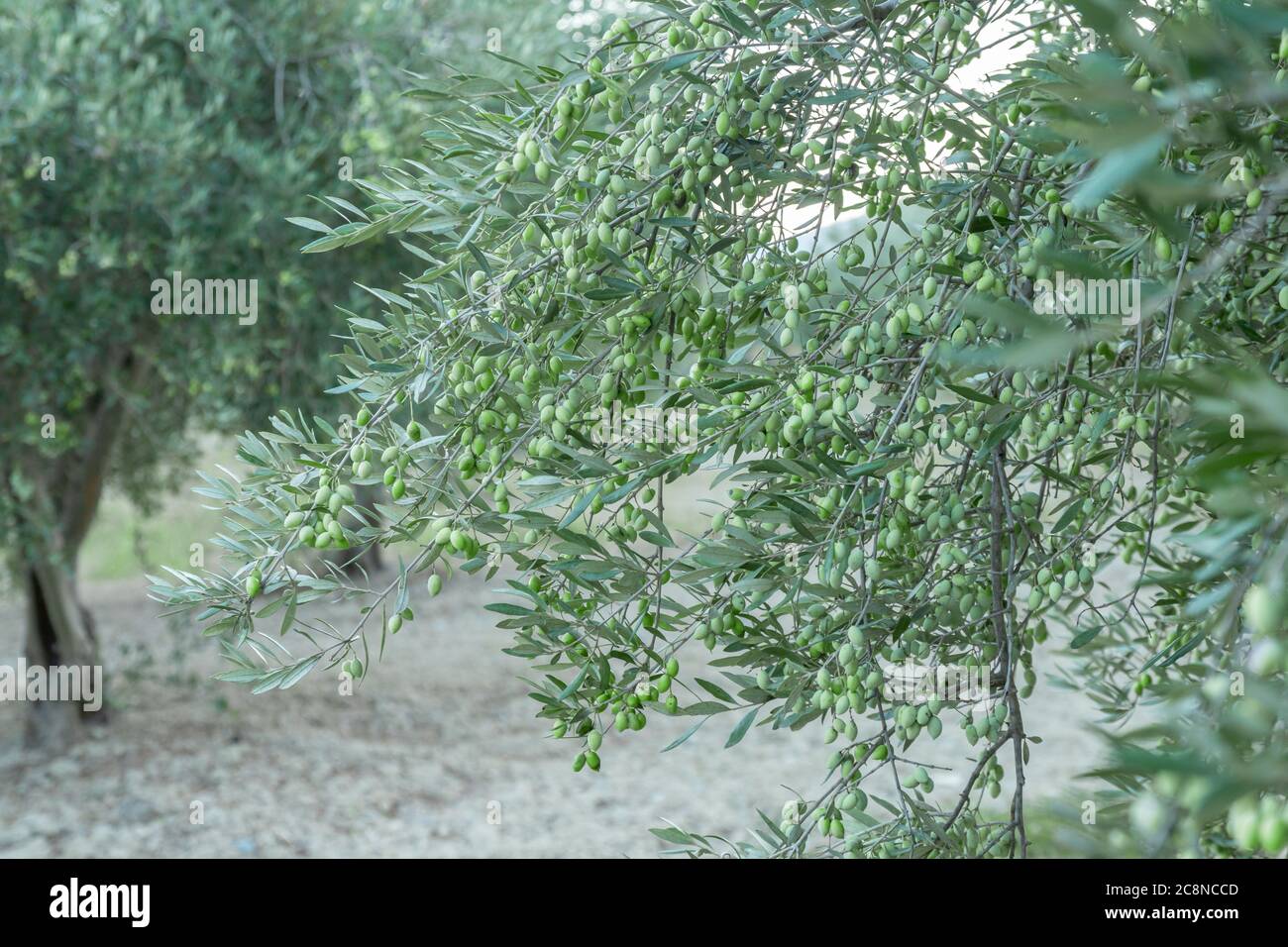 Olive tree branches full of harvest. Green olives on tree, natural ...