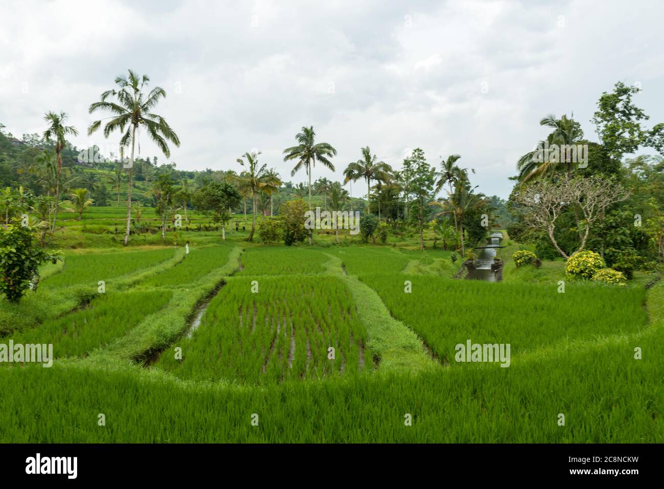 Rice paddies at Bali Stock Photo - Alamy