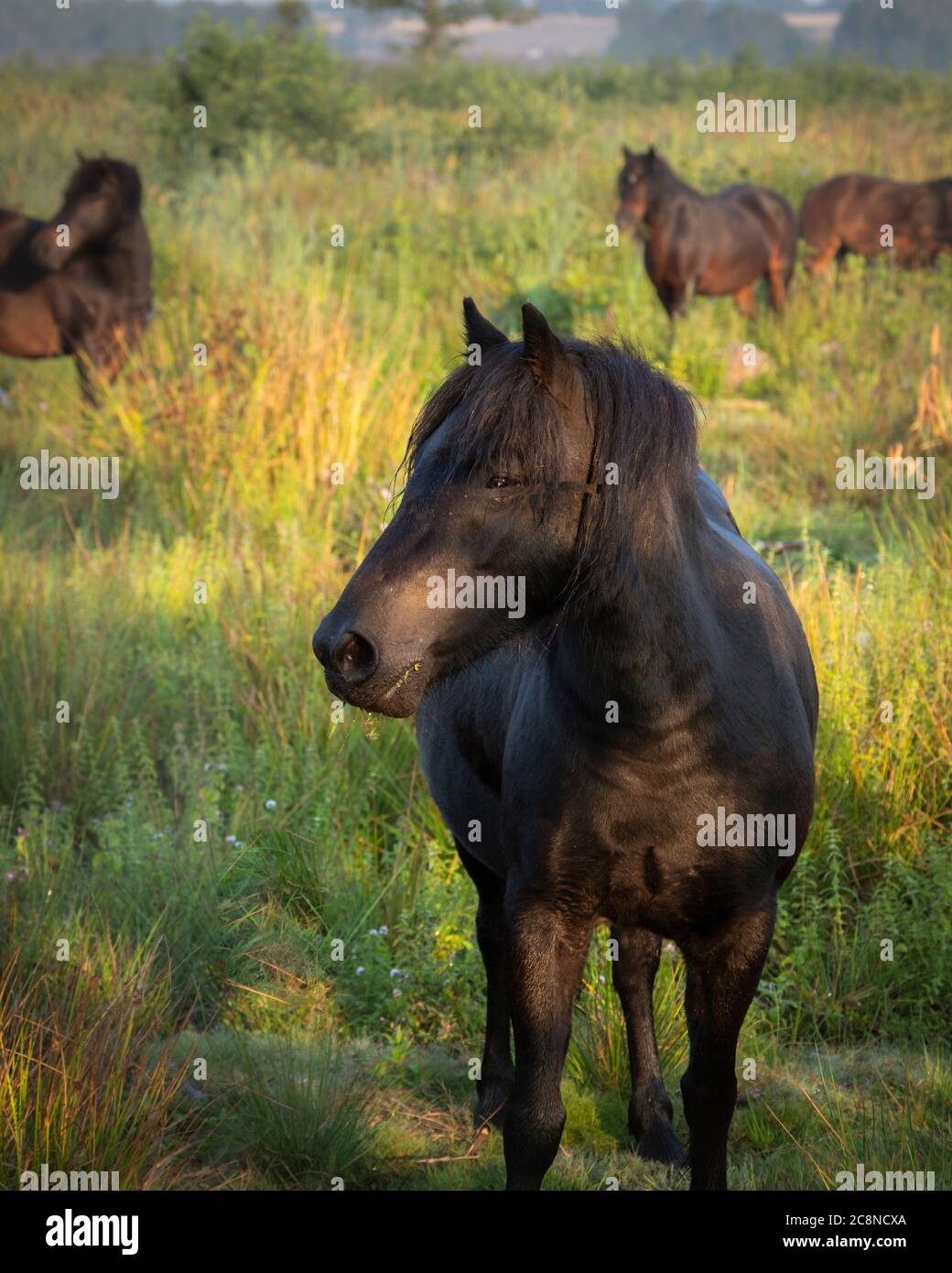 Wild ponies on Roydon common Stock Photo - Alamy