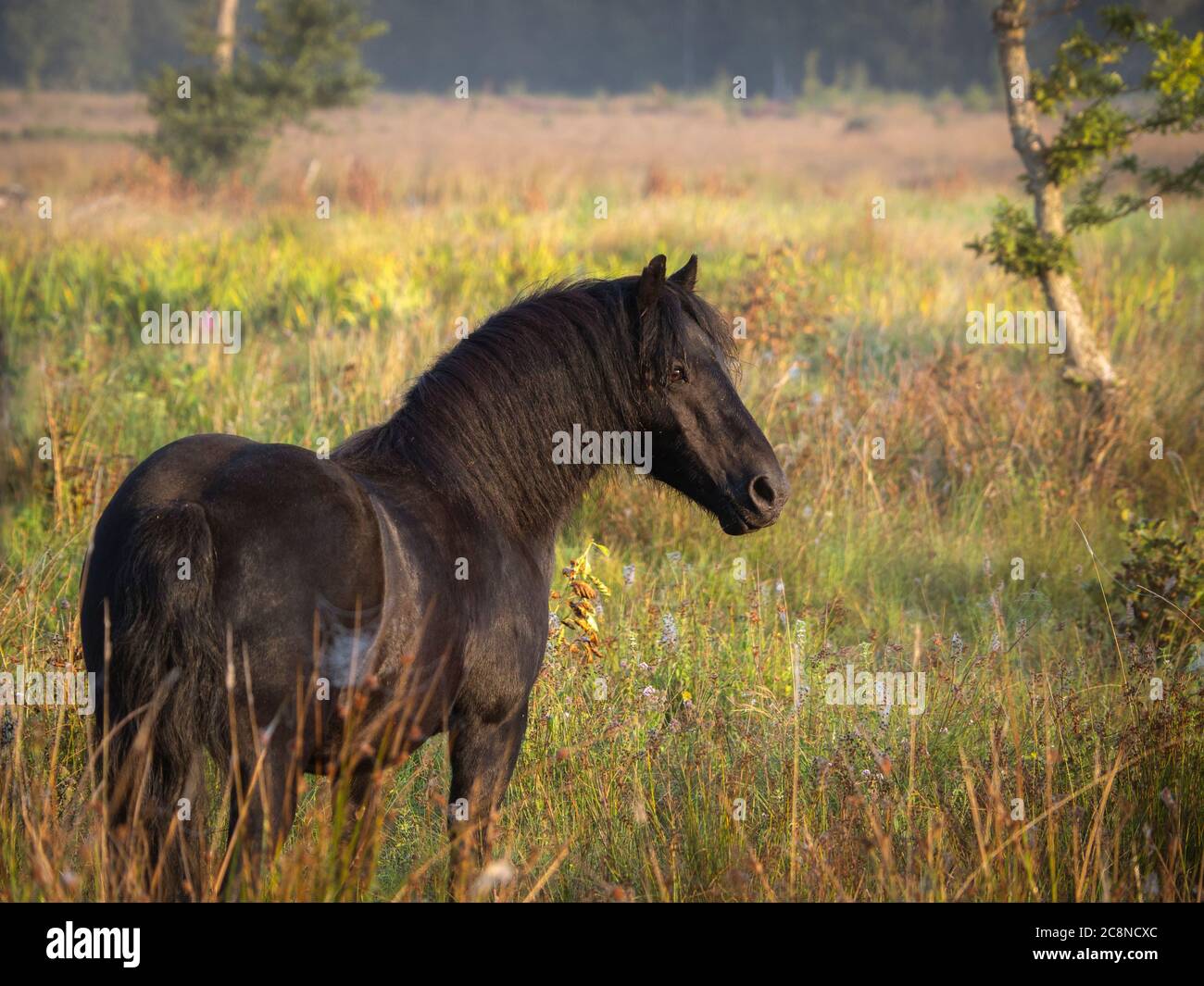 Wild ponies on Roydon common Stock Photo - Alamy