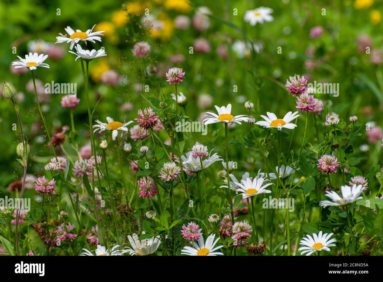 Beautiful Russian meadow with daisies and clover Stock Photo - Alamy