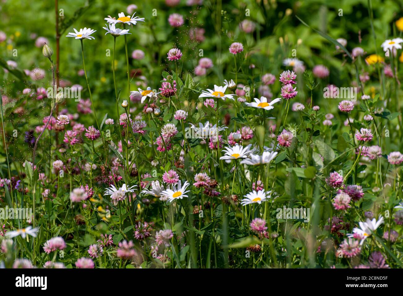 Beautiful Russian meadow with daisies and clover Stock Photo - Alamy