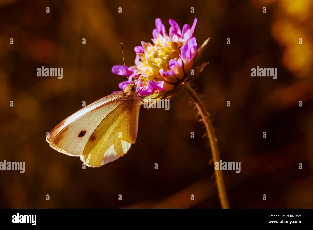 Small beautiful butterfly on a flower, beautiful colors, colorful ...