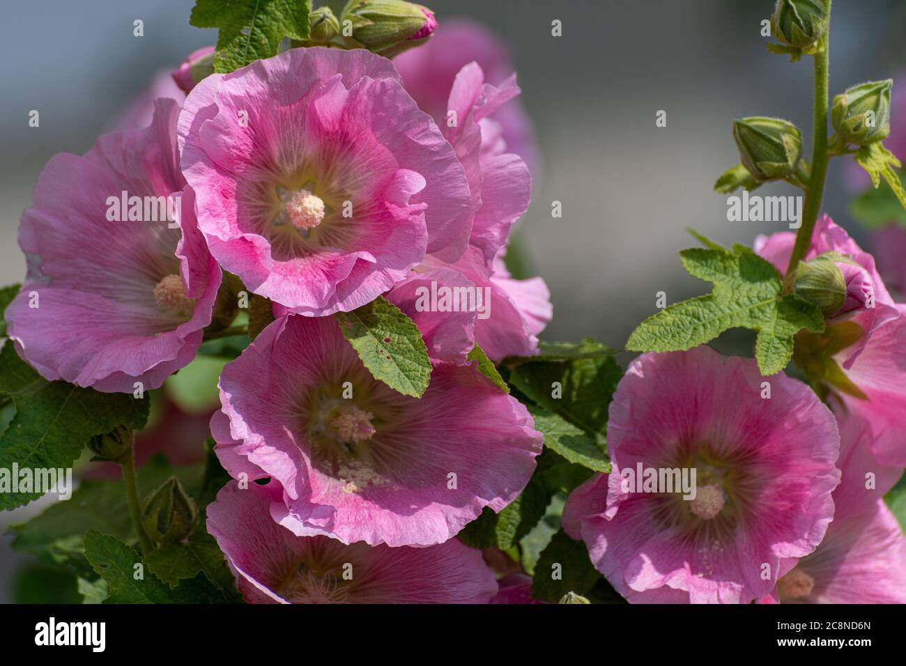The Beautiful pink decorative mallow is closeup Stock Photo - Alamy
