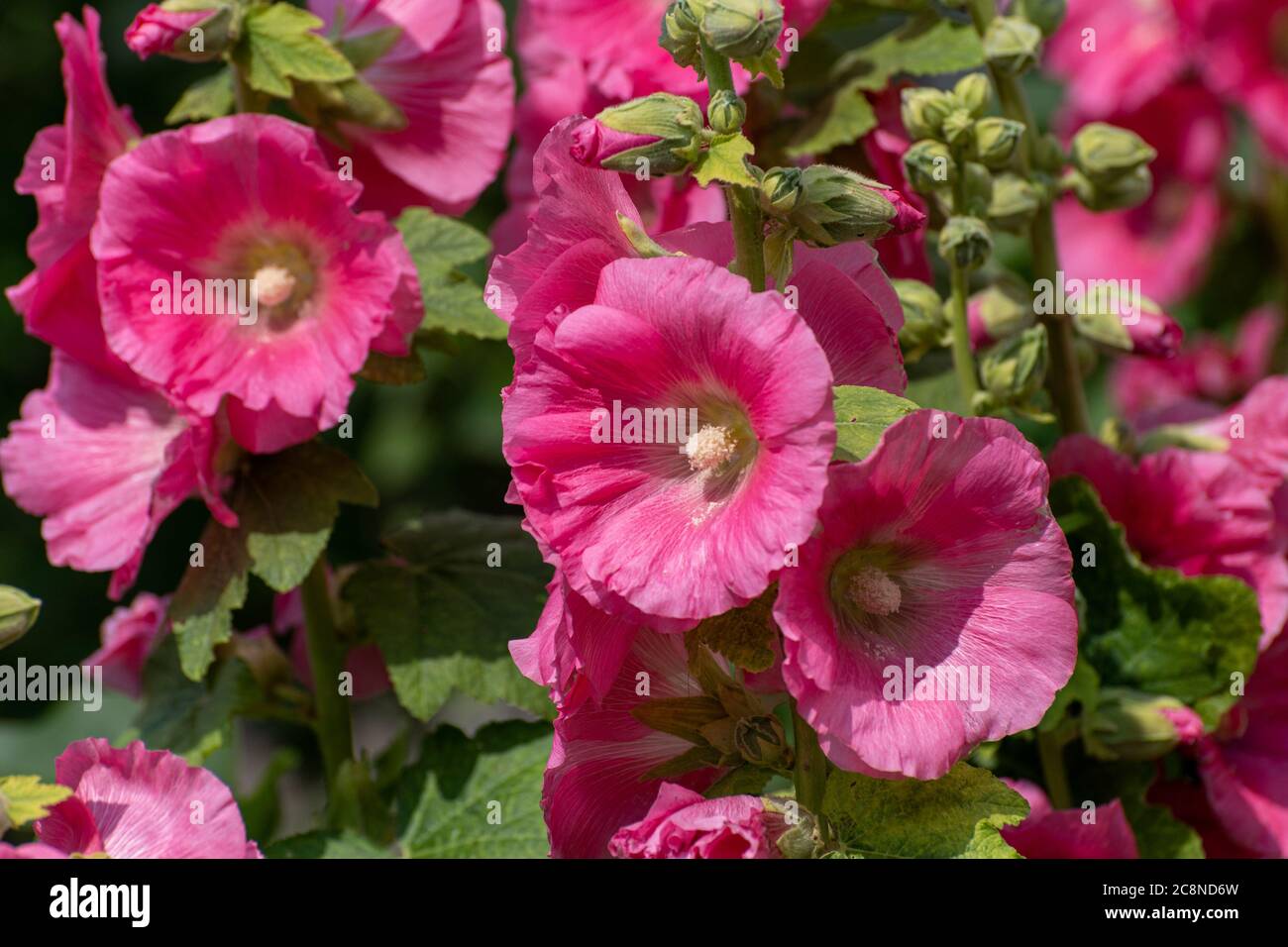 Pink decorative hi-res stock photography and images - Alamy