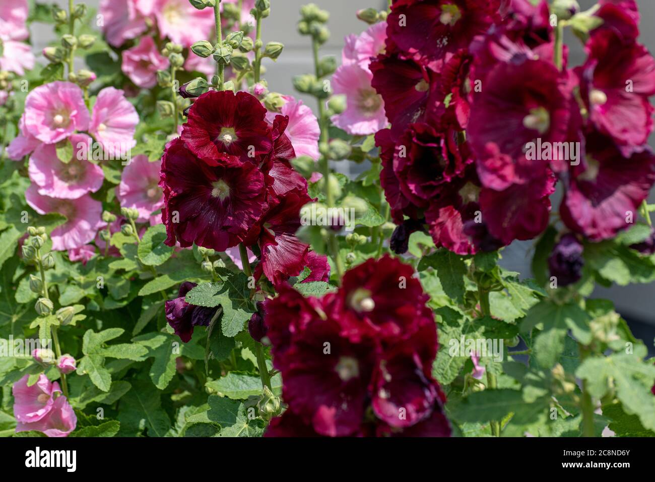 Beautiful red decorative mallow closeup hi-res stock photography and ...