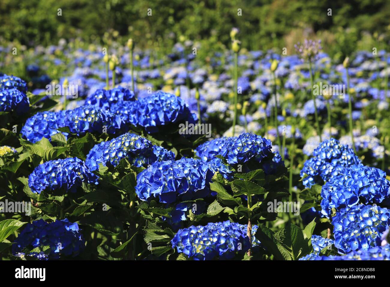 Hydrangea (Laurustinus) flowers field,beautiful view of blue with ...