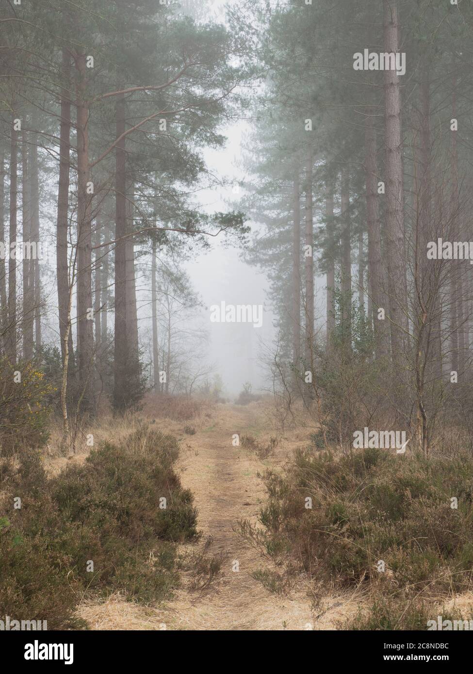 Moring mist hi-res stock photography and images - Alamy
