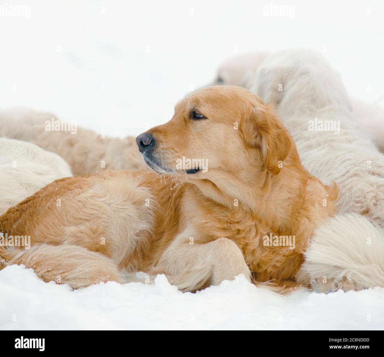Beautiful golden retriever pack on a snow Stock Photo - Alamy