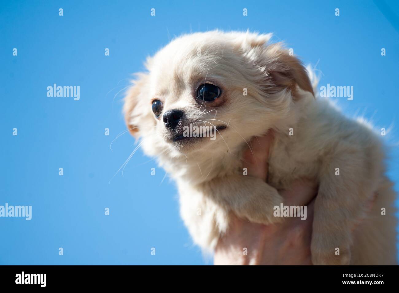 Ciwawa puppy hi-res stock photography and images - Alamy
