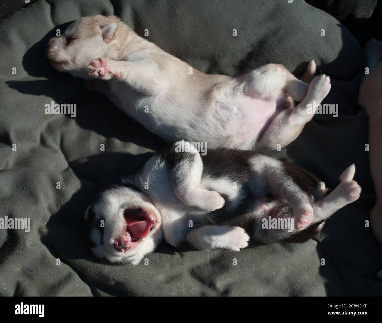 cute little husky pups enjoying sun Stock Photo - Alamy