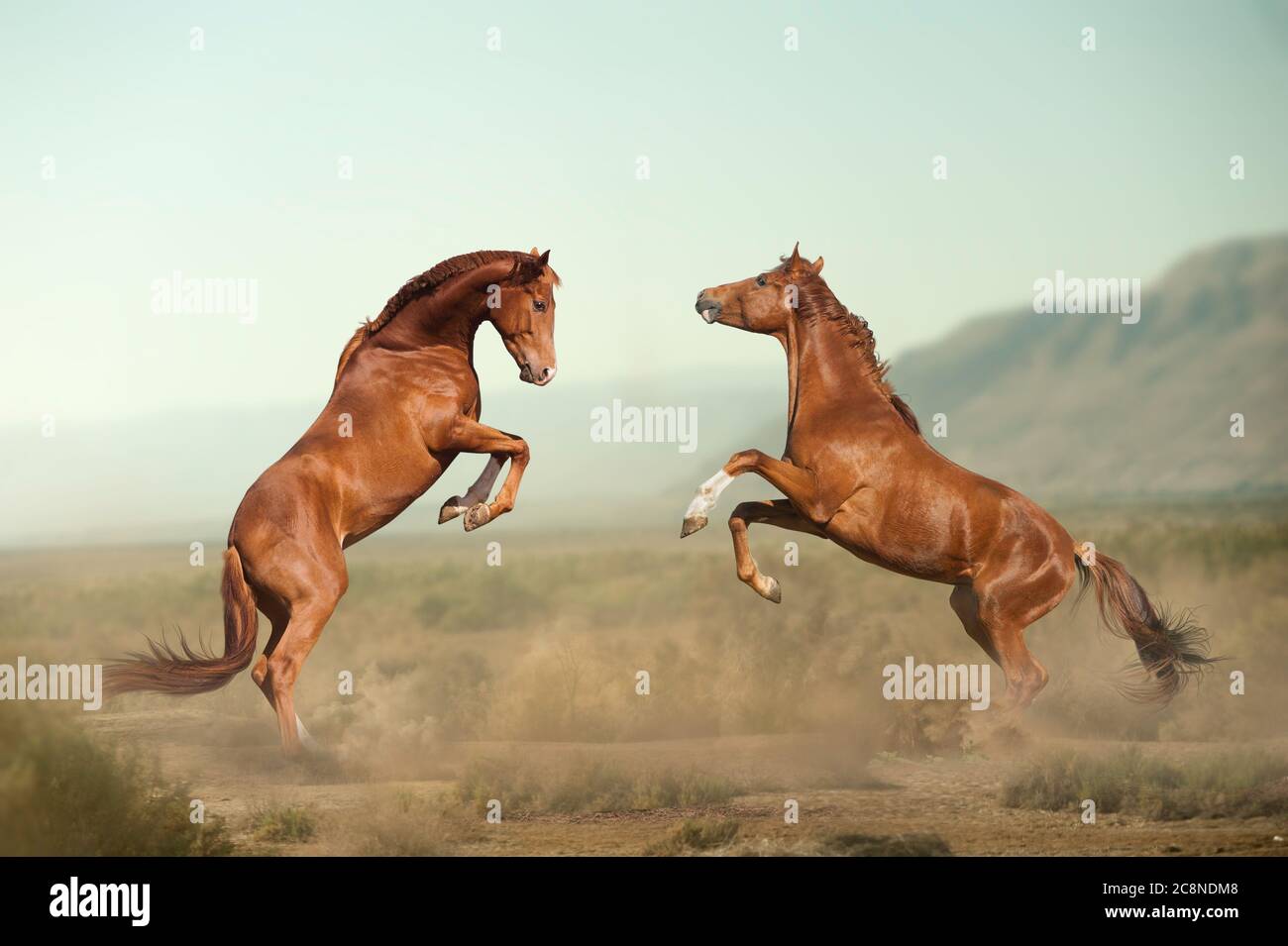Prancing stallions hi-res stock photography and images - Alamy