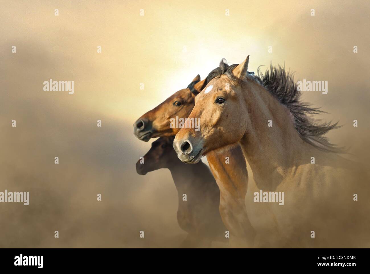 Three horses in sunrise hi-res stock photography and images - Alamy