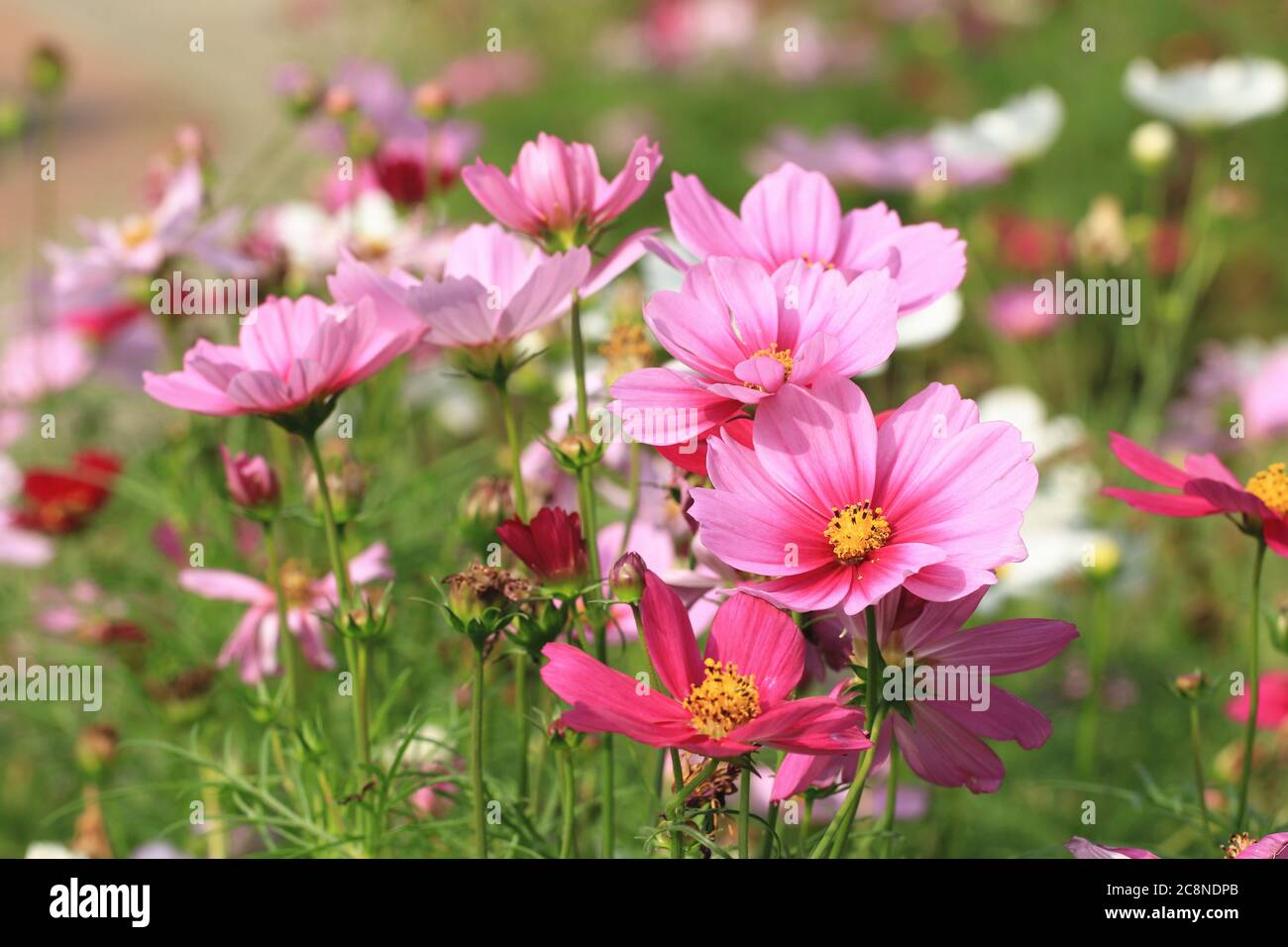 Cosmos flowers field,beautiful view of pink,red and white cosmos ...