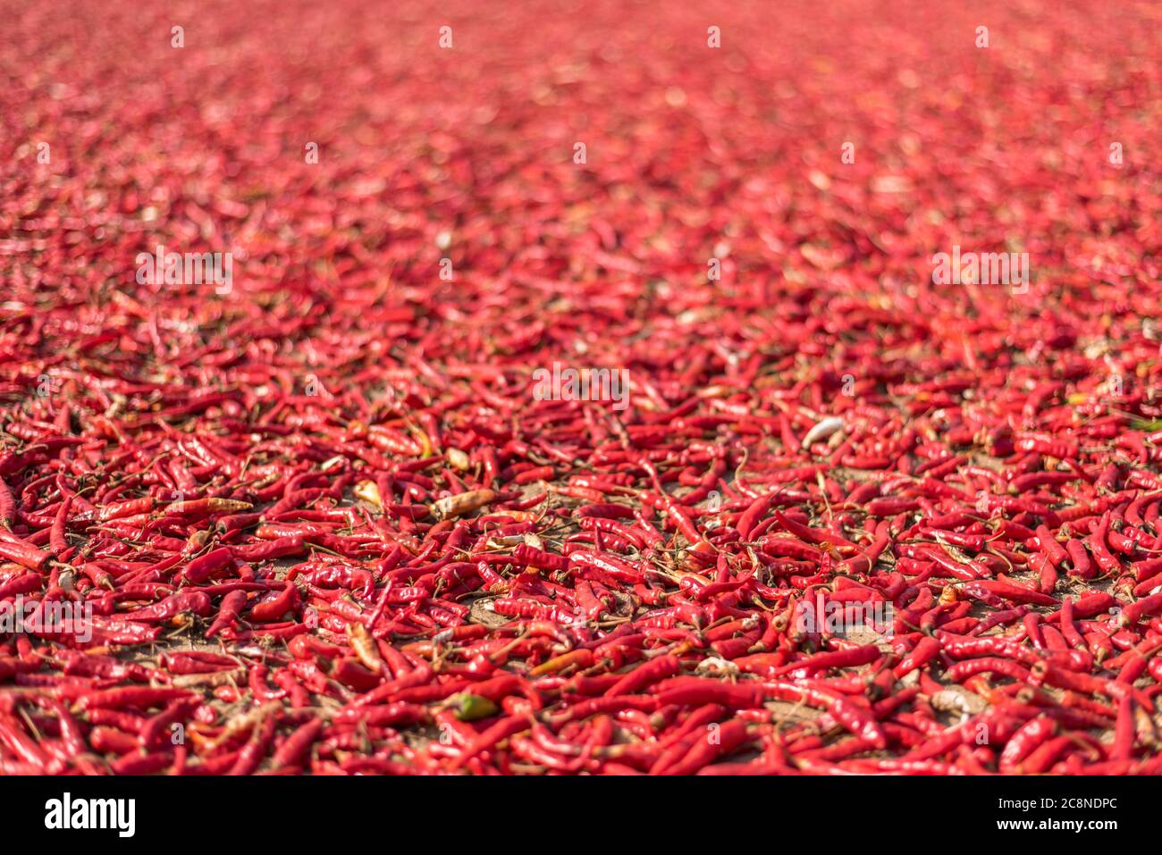Chili peppers drying in the countryside around Pakokku, Myanmar Stock ...