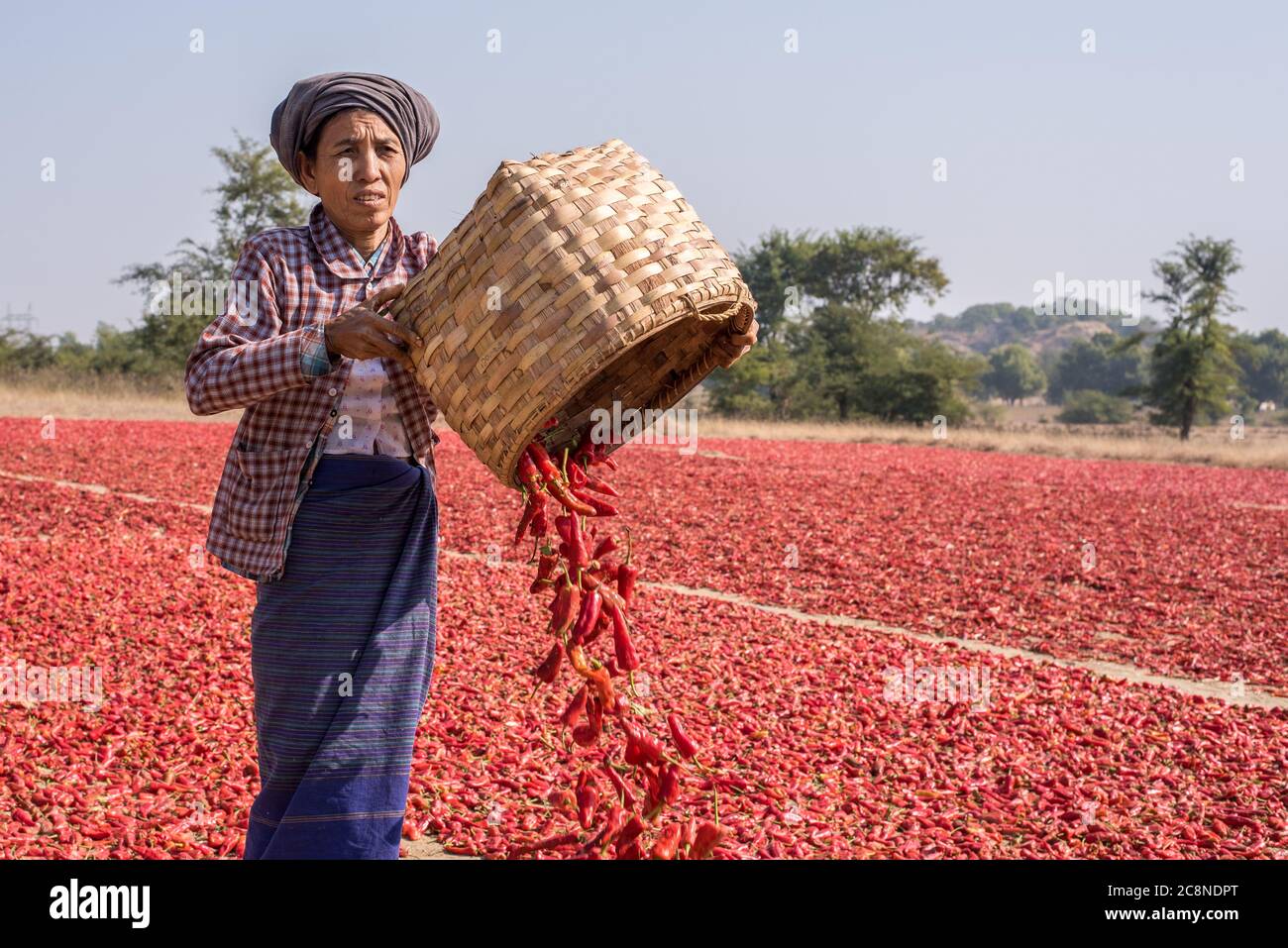 Women drying chili peppers in the countryside around Pakokku, Myanmar ...