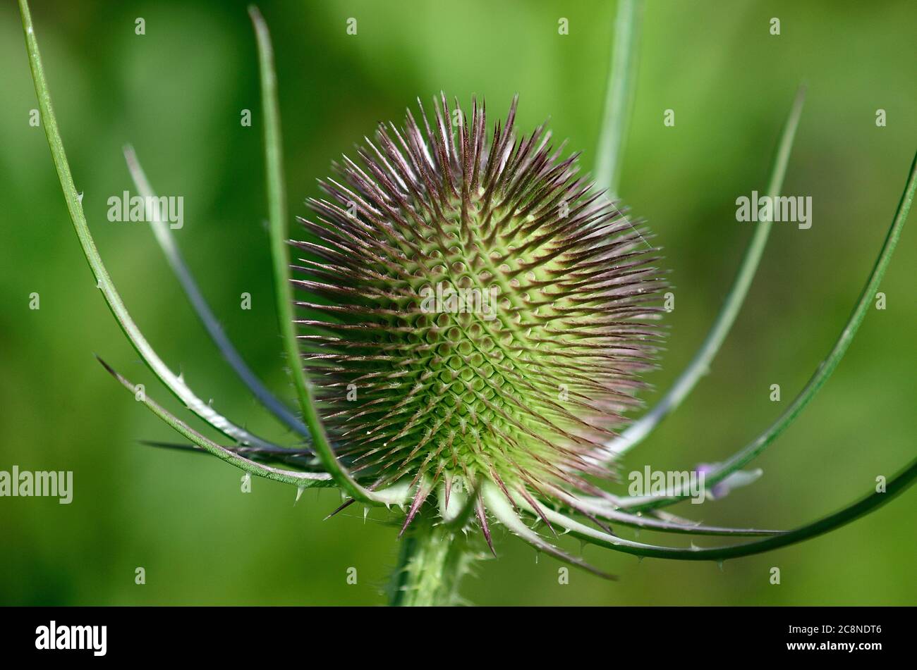 Teasel in bud hi-res stock photography and images - Alamy
