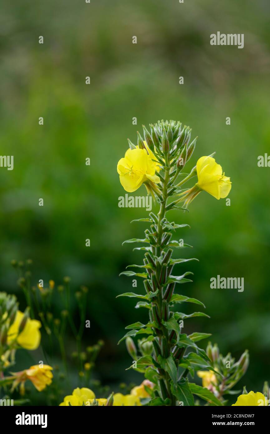 Flower head of Evening Primrose (Oenothera biennis) against an out of ...