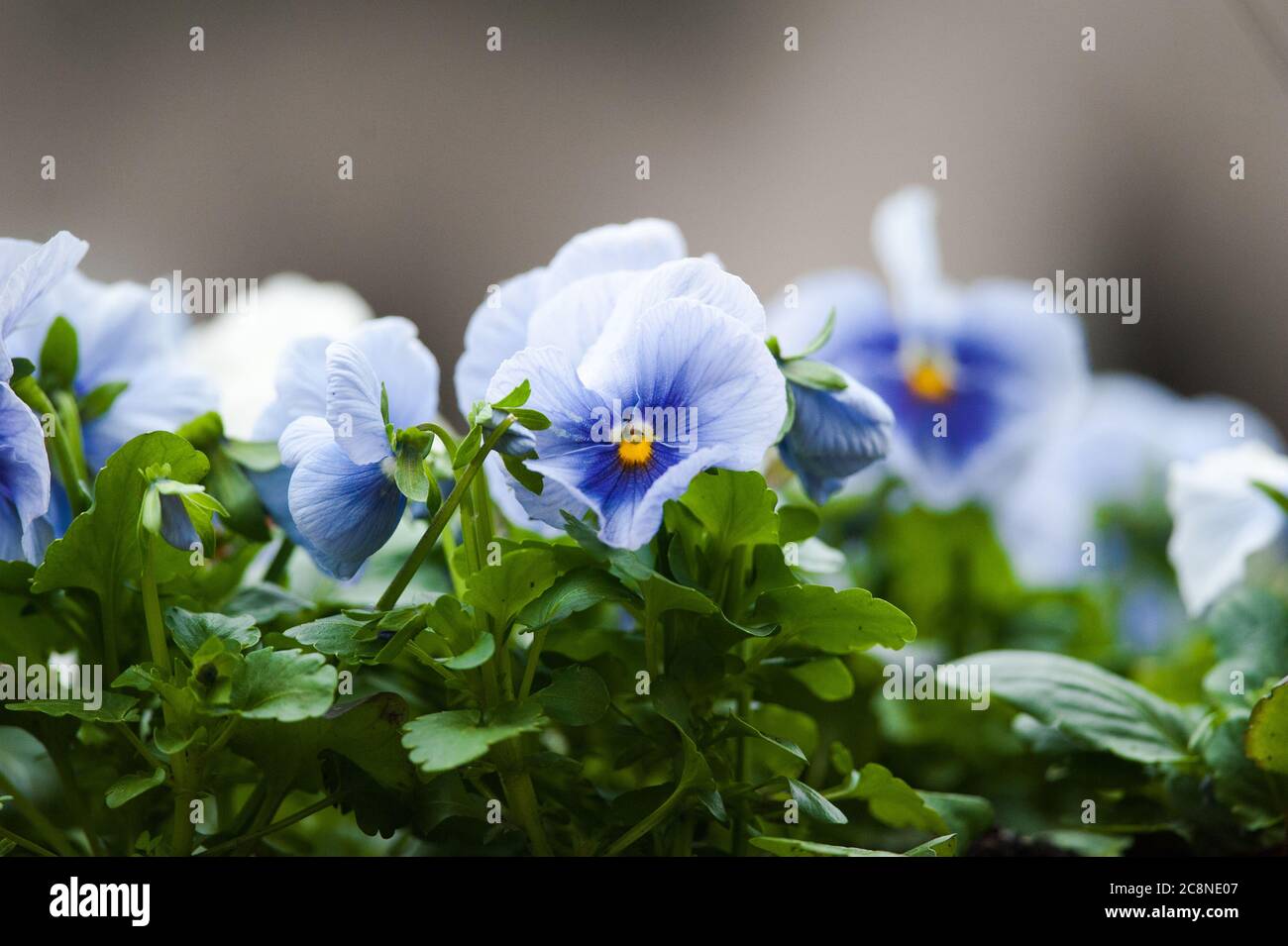 Pansies close up hi-res stock photography and images - Alamy