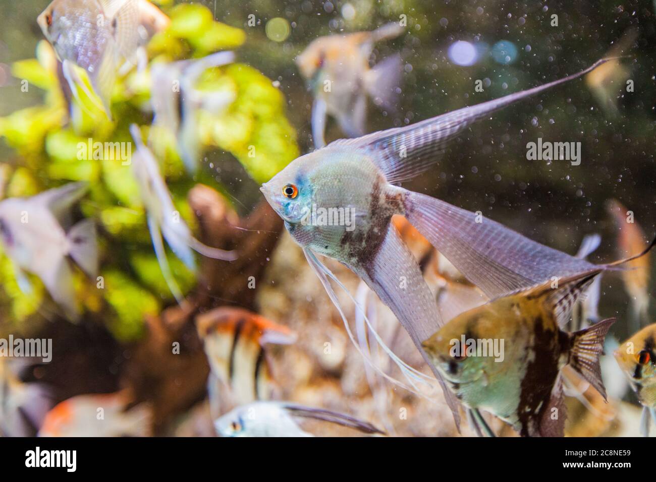 The marine life of tropical fish hi-res stock photography and images ...