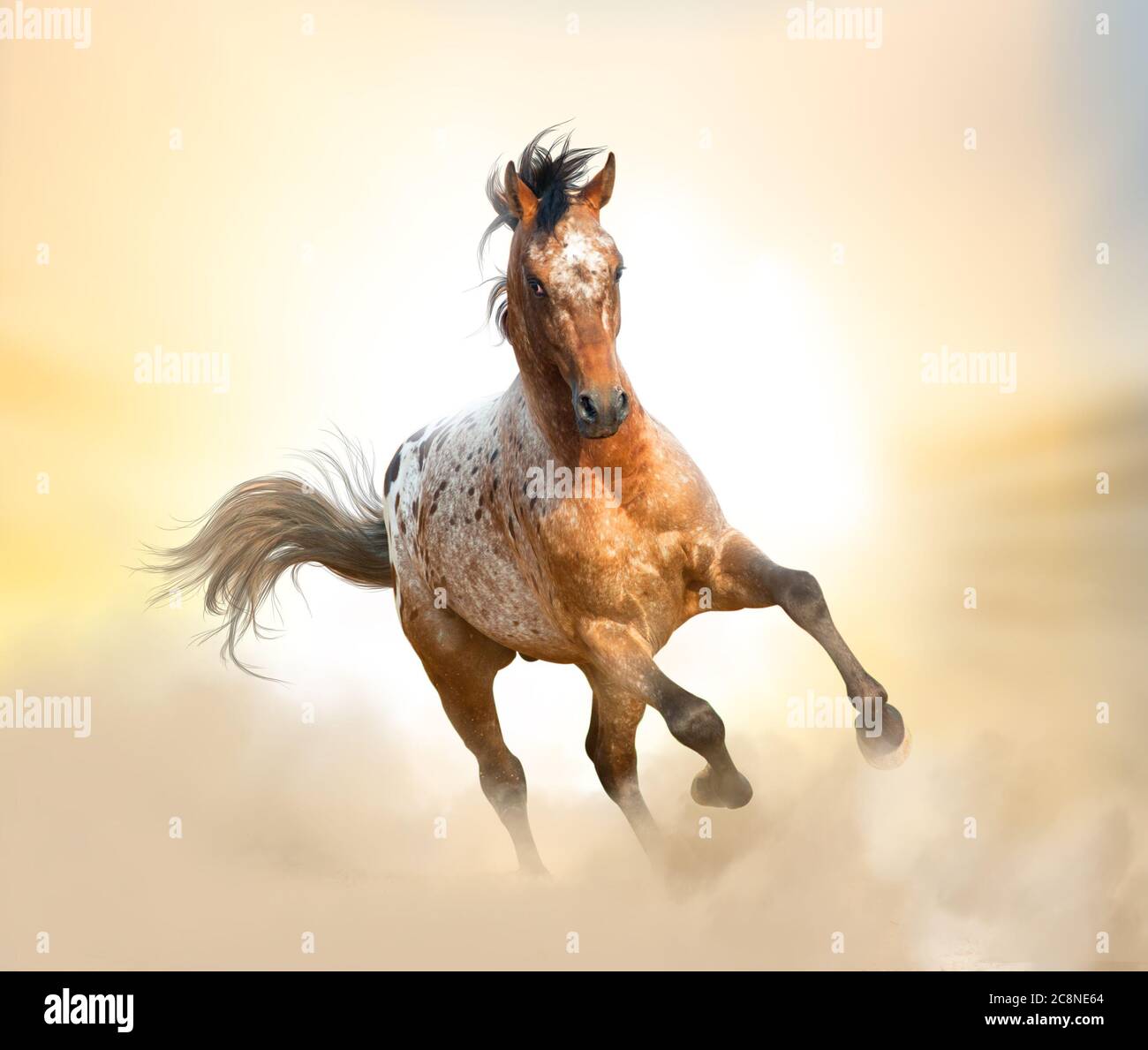 Beautiful appaloosa stallion running gallop in sunset prairies Stock ...