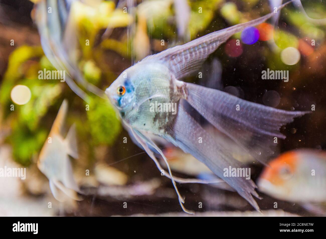 Marine aquarium tropical fish , vibrant color , underwater world Stock ...