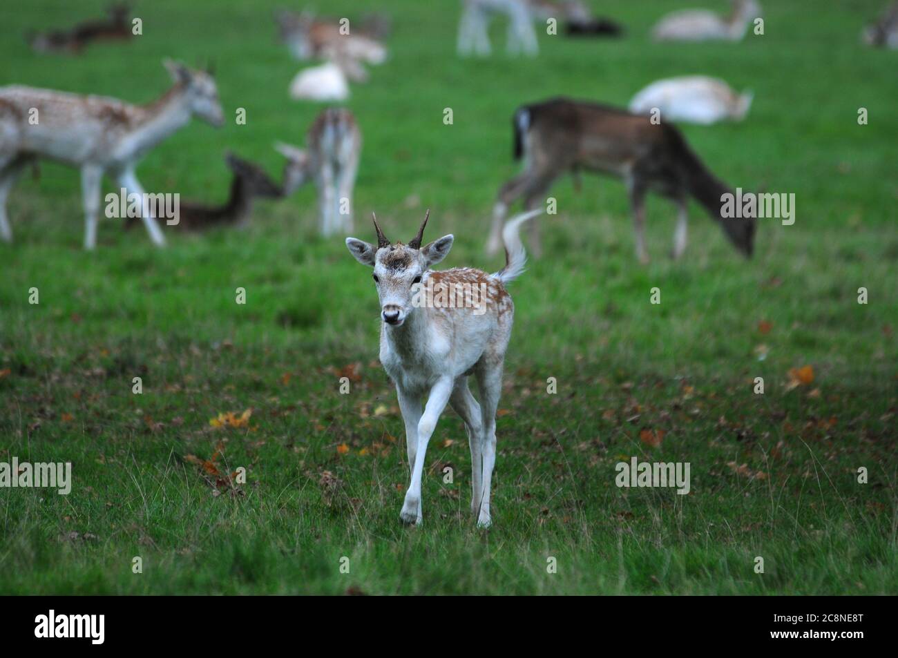 Pricket hi-res stock photography and images - Alamy