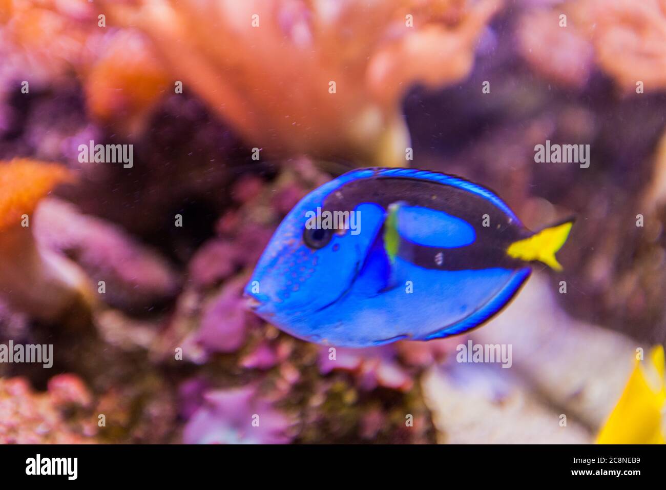 Marine aquarium tropical fish , vibrant color , underwater world Stock ...