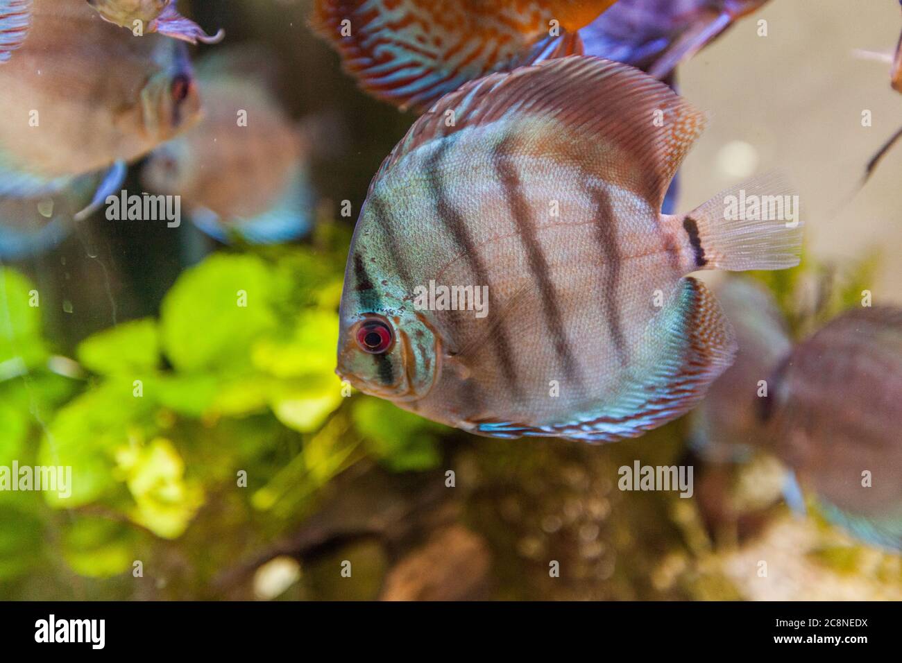 Marine aquarium tropical fish , vibrant color , underwater world Stock ...