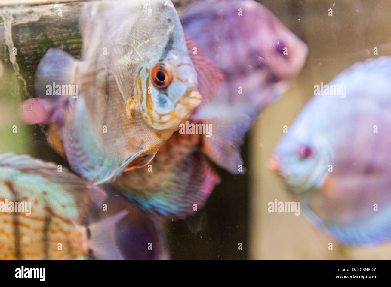 Marine aquarium tropical fish , vibrant color , underwater world Stock ...