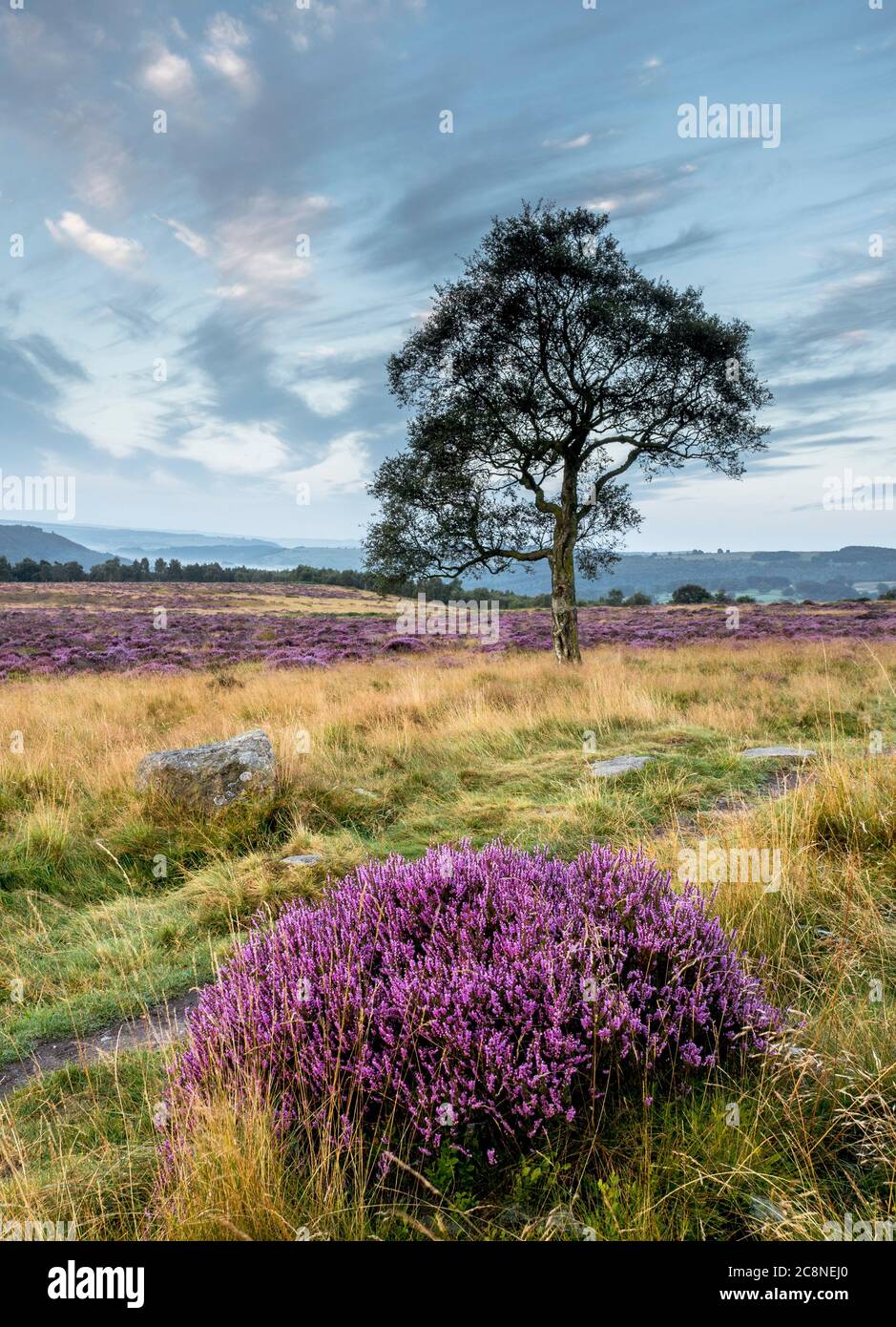 A clump of heather and a single tree on the moors Stock Photo - Alamy