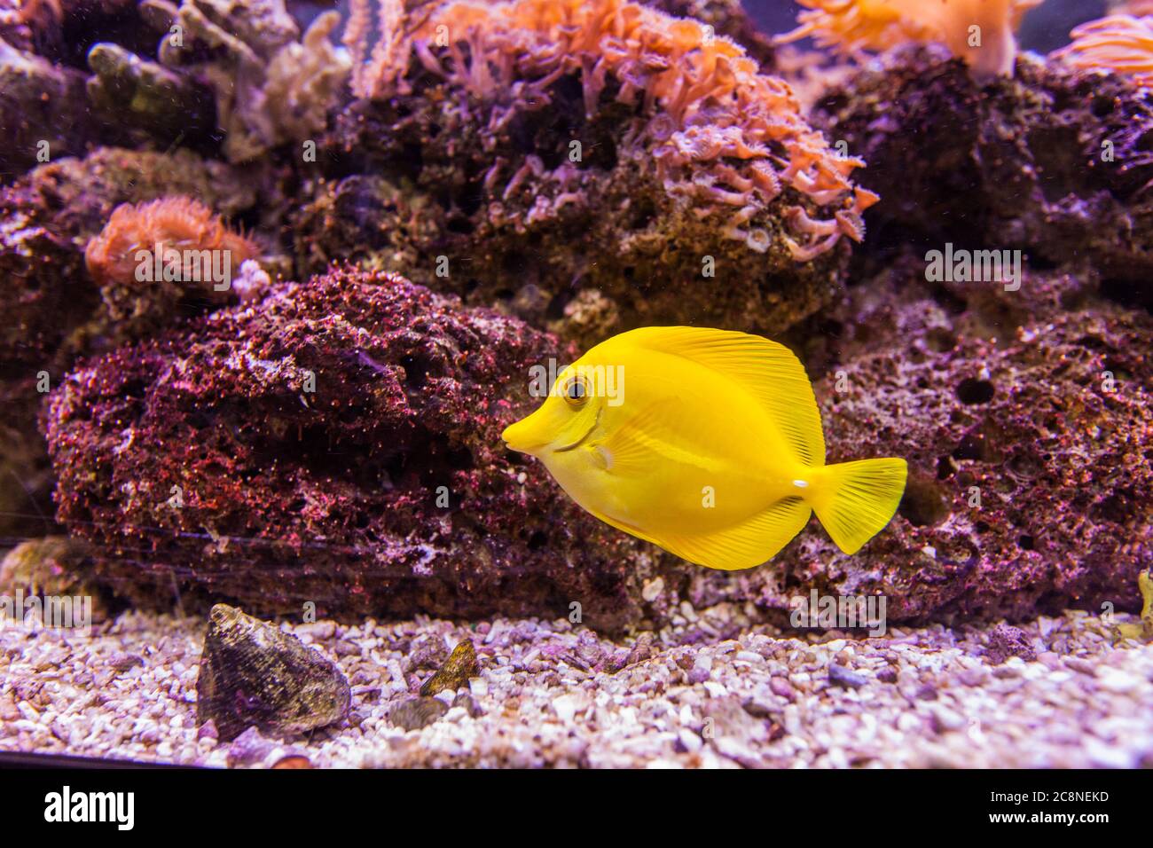 Yellow tail tang fish hi-res stock photography and images - Alamy