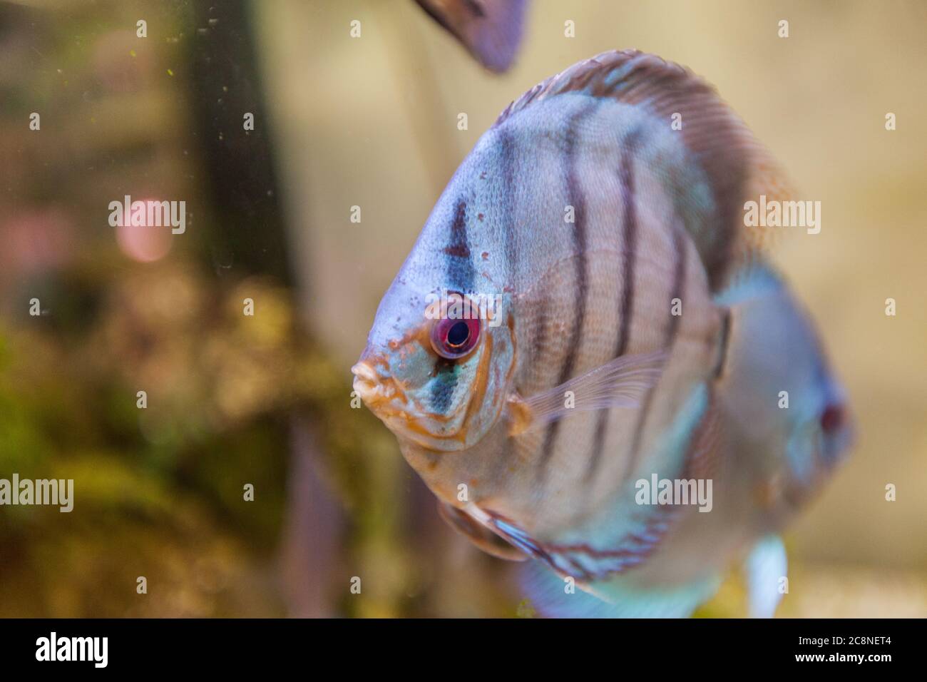 Marine aquarium tropical fish , vibrant color , underwater world Stock ...