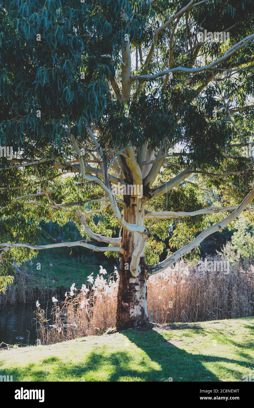 native Australian gum tree with sun shinging through and small river ...