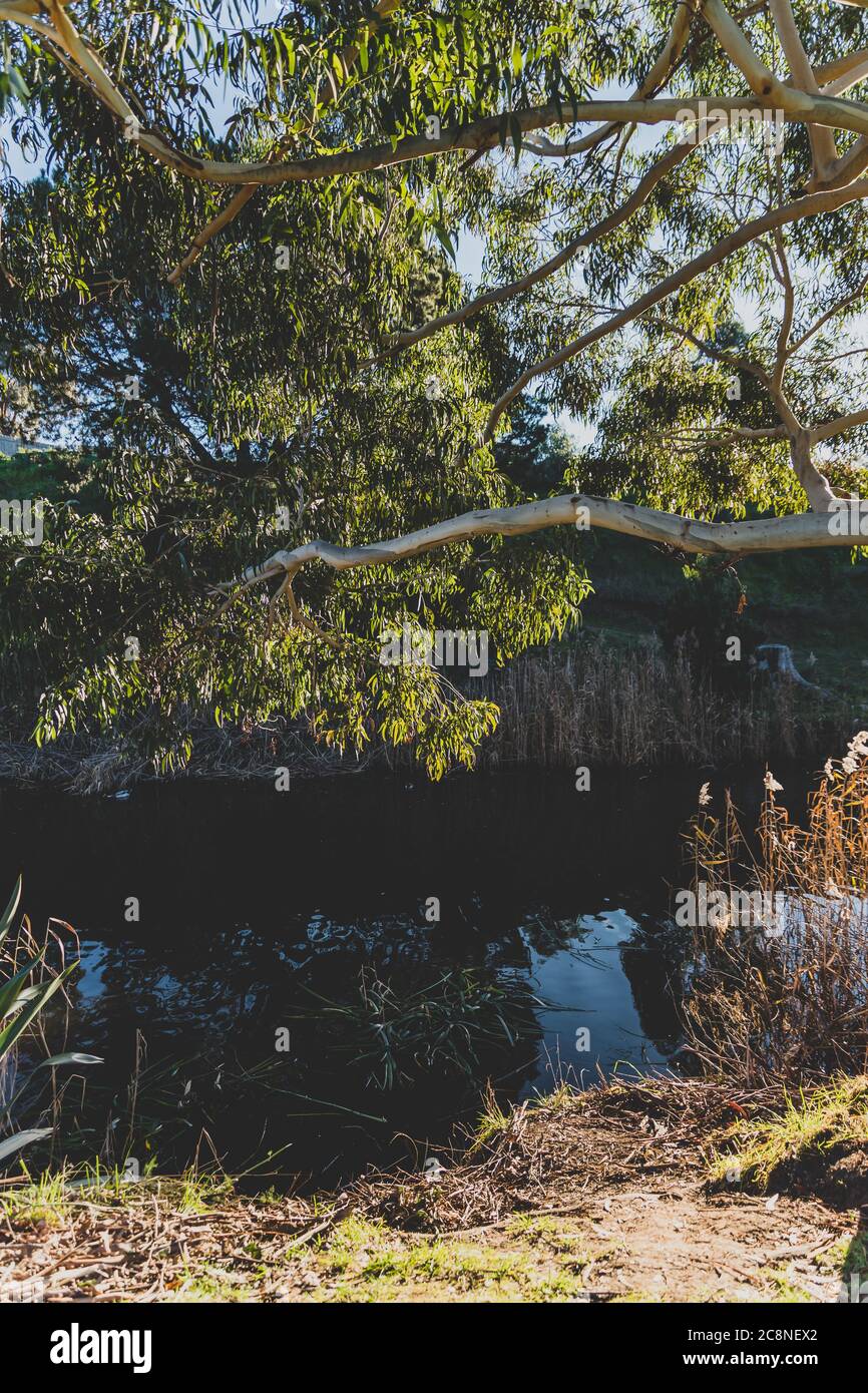 Eucalyptus tree next to river hi-res stock photography and images - Alamy