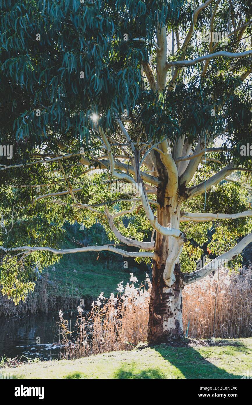 native Australian gum tree with sun shinging through and small river ...